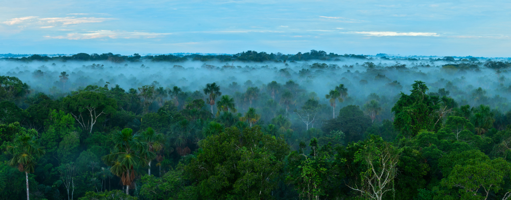 4 Beautiful Rainforests you Can Visit in the U.S.